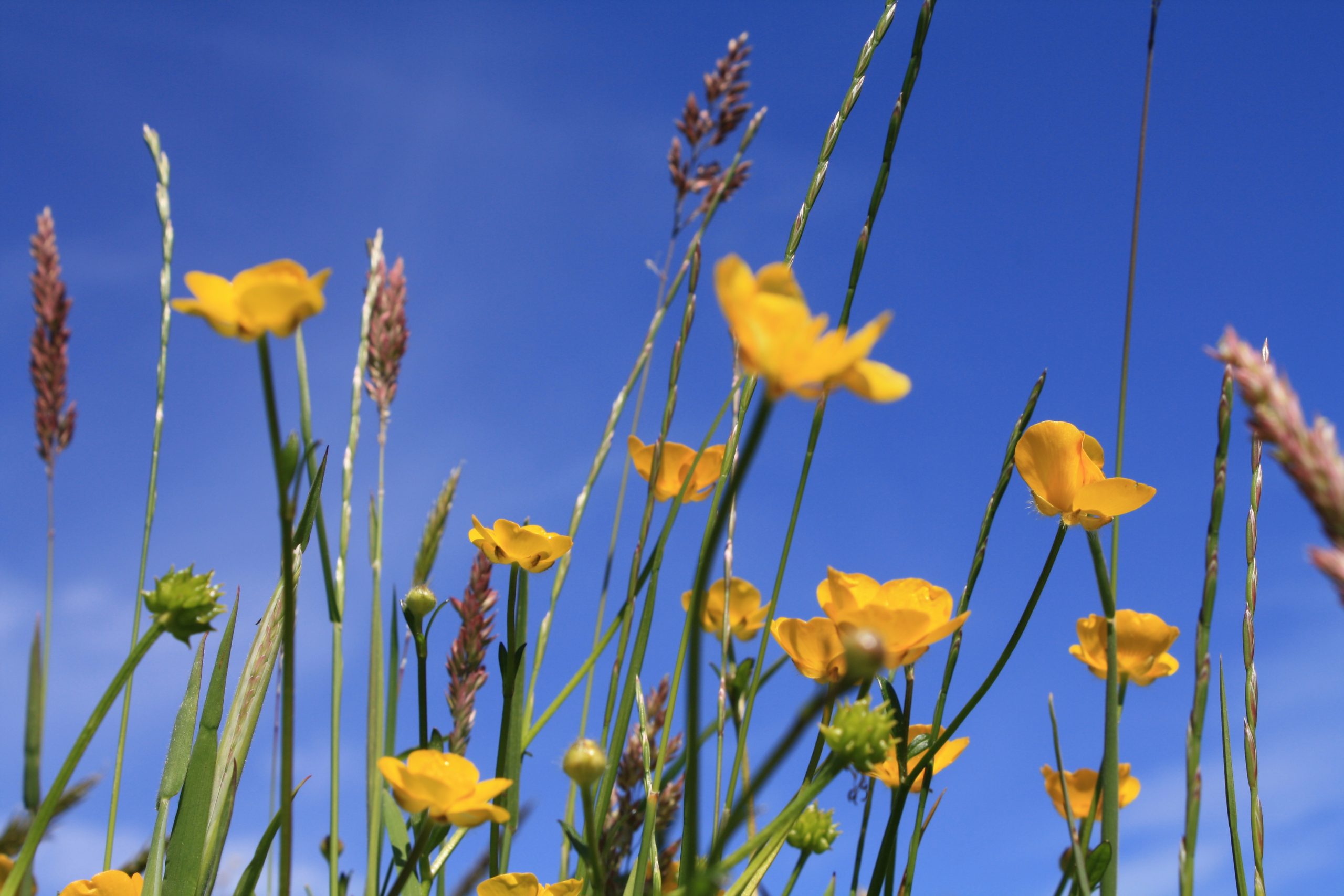 Full Moon Gathering - At the Centre - Norwich Buddhist Centre